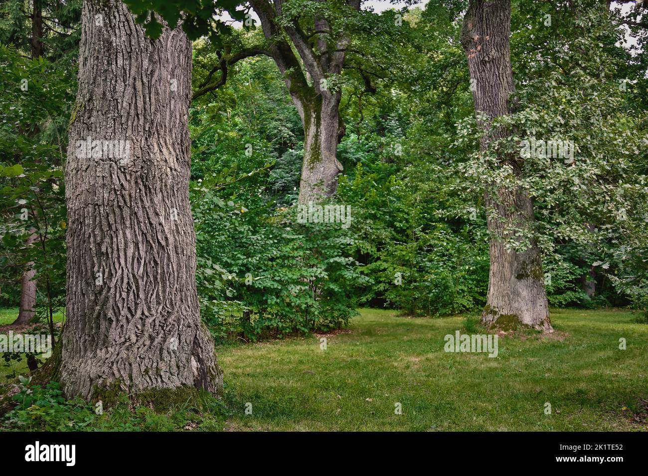 A two big tree in the forest Stock Photo - Alamy