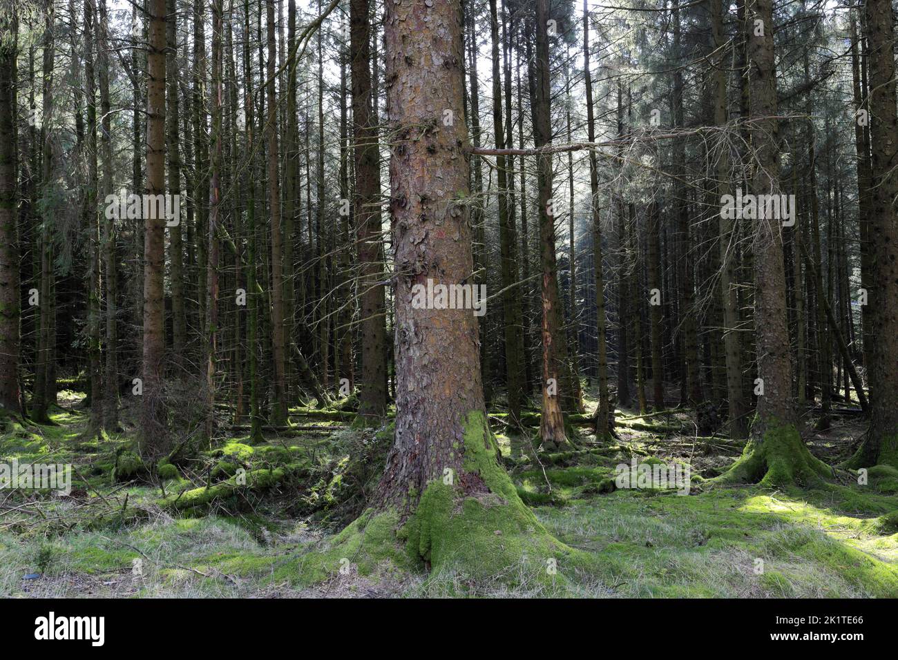 View over the Whinlatter forest, Lake District National Park, Cumbria ...