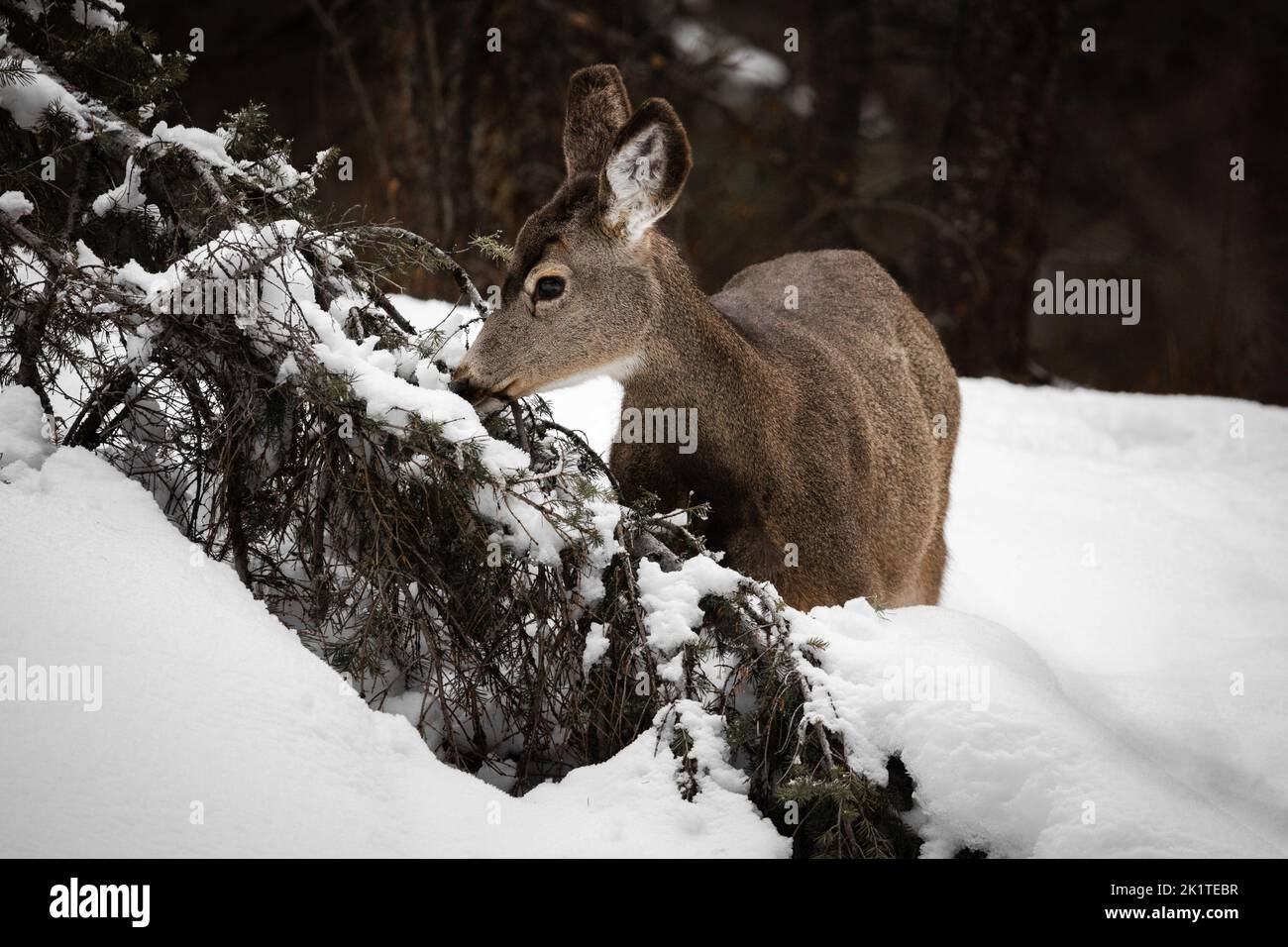 A closeup shot of a deer standing in the snowy winter forest Stock ...