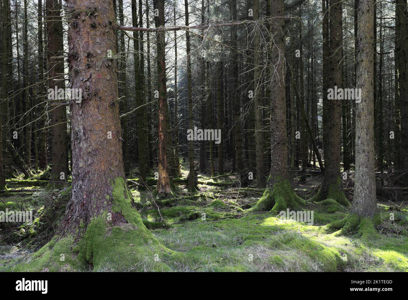 View over the Whinlatter forest, Lake District National Park, Cumbria ...
