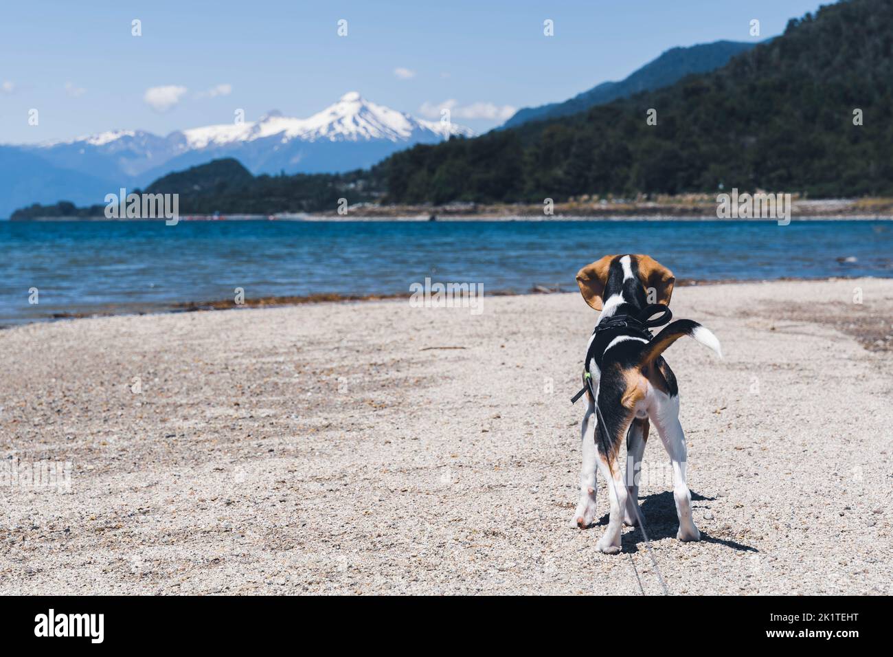 A back view of beagle dog in harness ad leash standing on the lakeshore ...