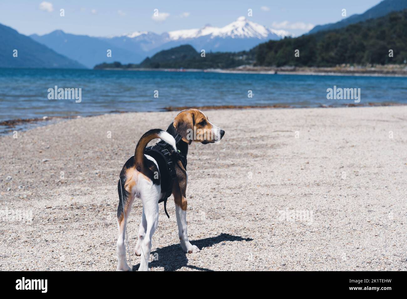 A back view of beagle dog in harness looking right standing on the ...