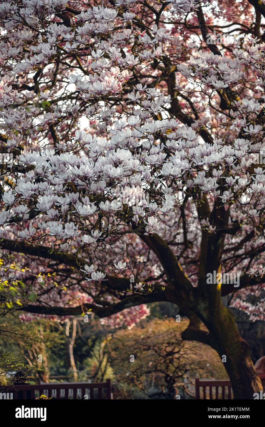 Pink Magnolia Tree with Blooming Flowers during Springtime Stock Photo ...