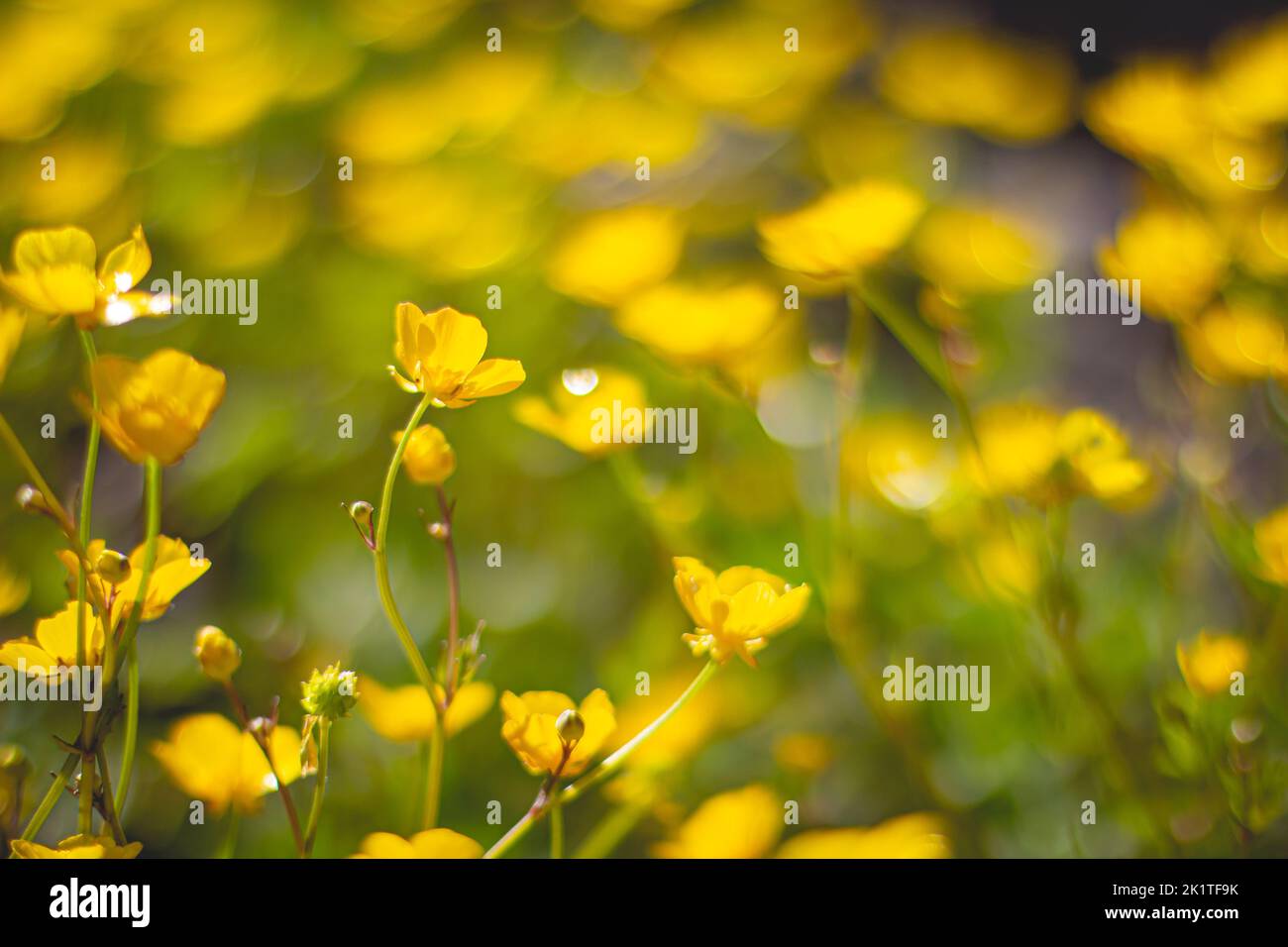 Yellow flowers in a filed hi-res stock photography and images - Alamy