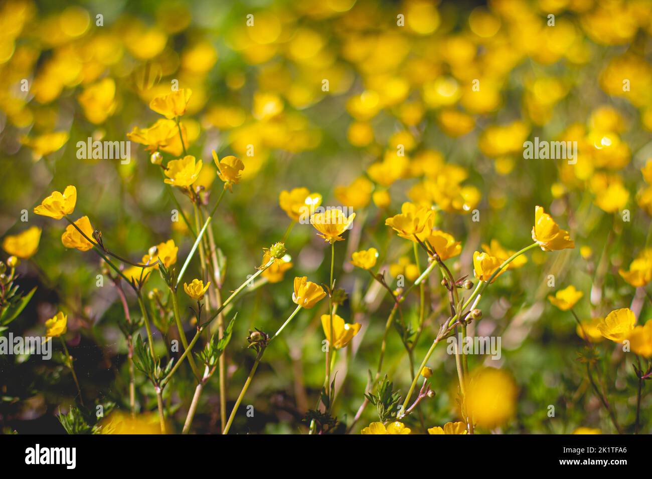 Yellow flowers in a filed hi-res stock photography and images - Alamy