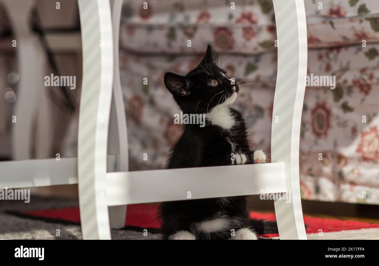 Black white cat chair hi-res stock photography and images - Alamy