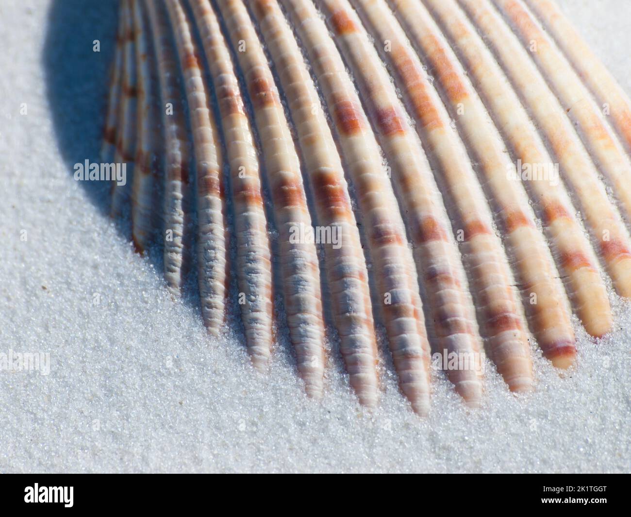 Jingle shell hi-res stock photography and images - Alamy