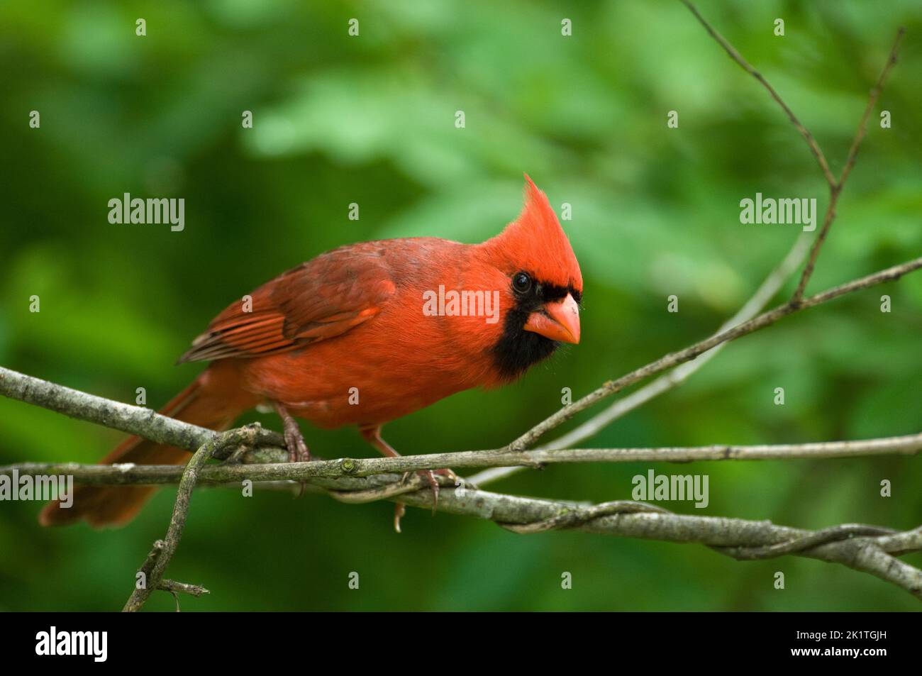Male northern cardinal Stock Photo - Alamy