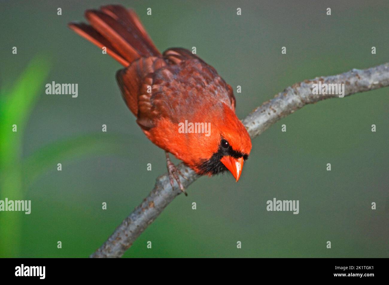 Male northern cardinal Stock Photo - Alamy