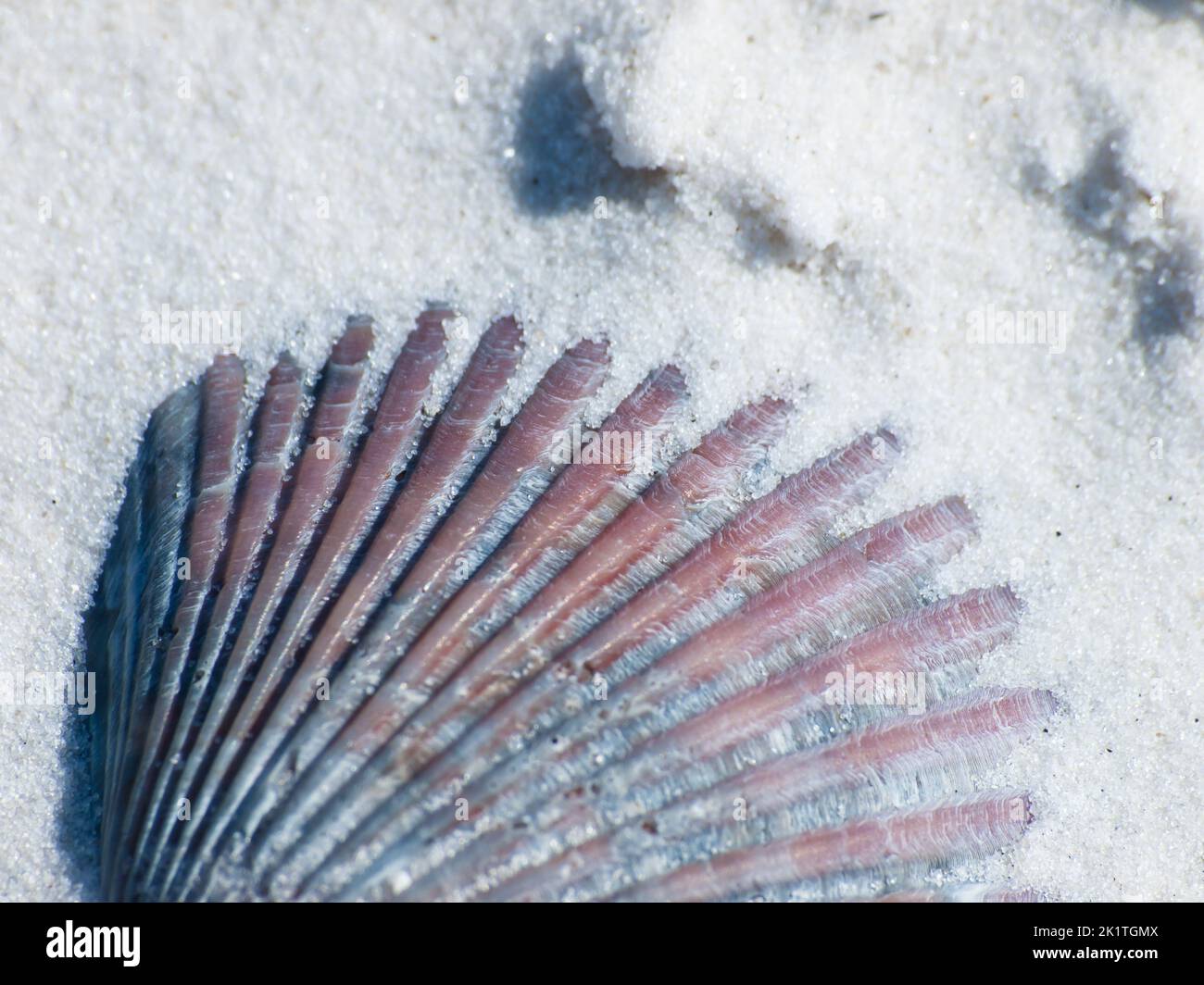 Jingle shell hi-res stock photography and images - Alamy