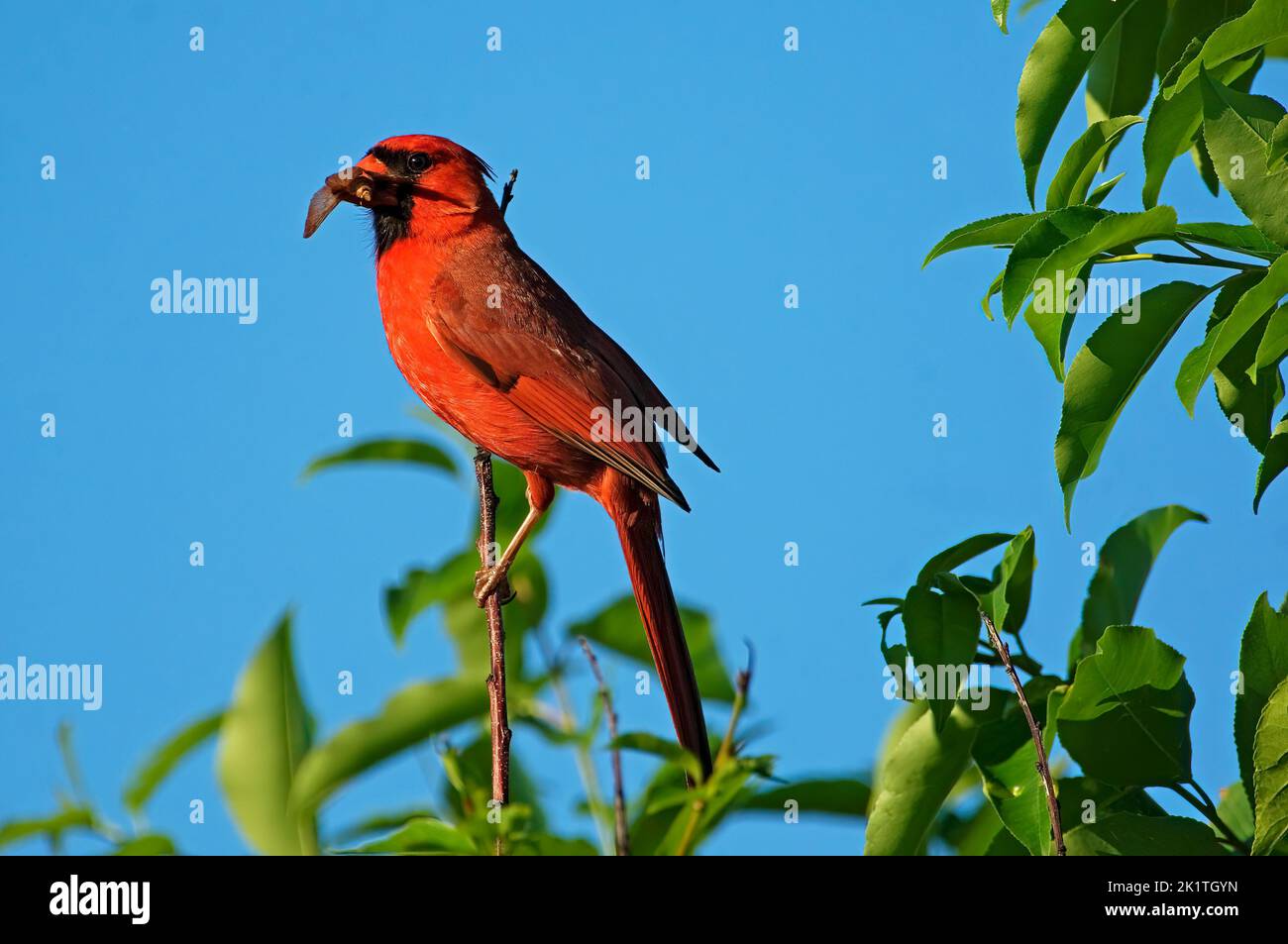 Large cardinal hi-res stock photography and images - Alamy