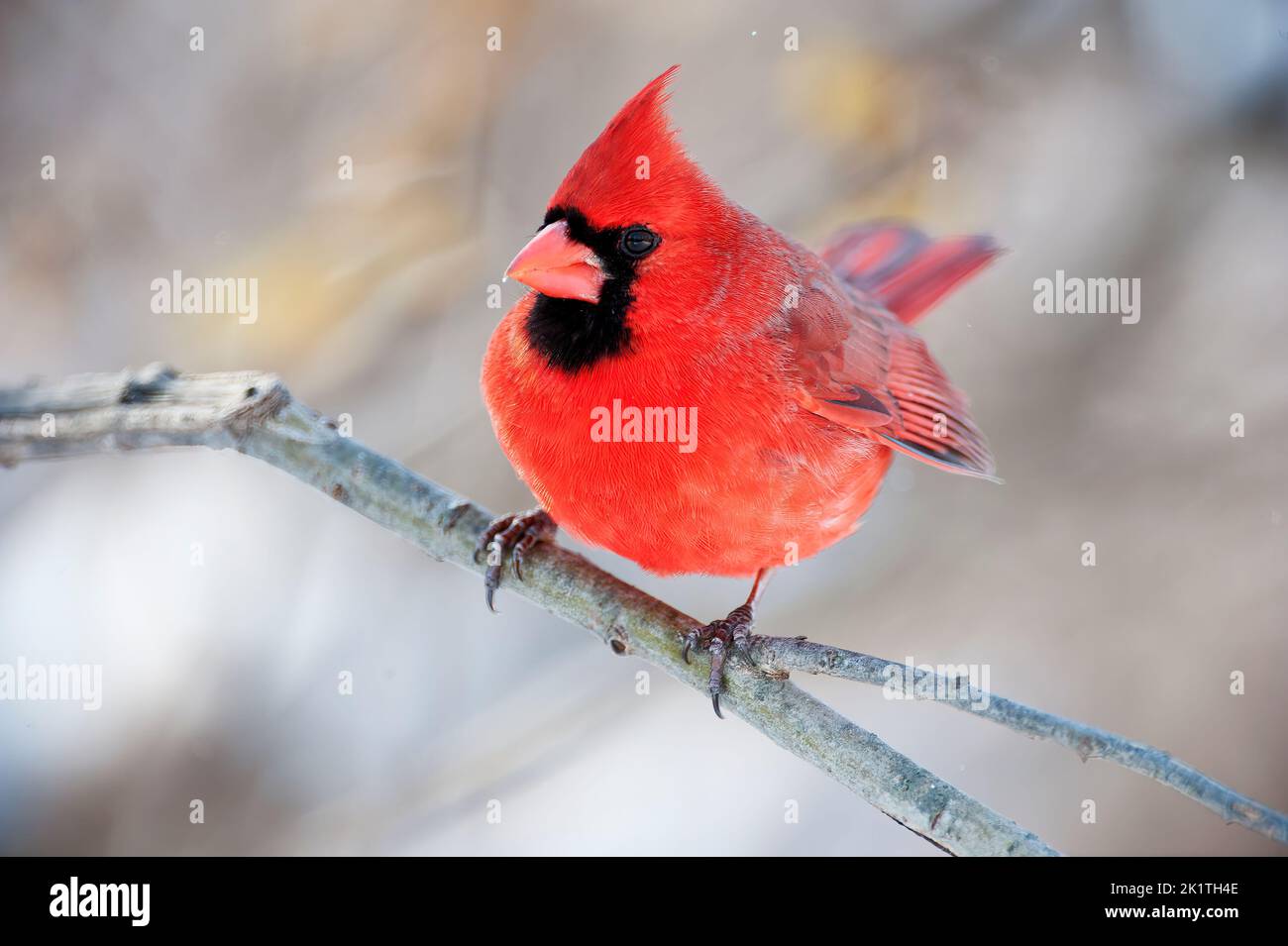 Male northern cardinal Stock Photo - Alamy