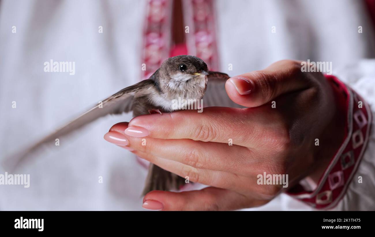 Barn swallow - hirundo rustica in ukrainian woman hands. Little tamed ...