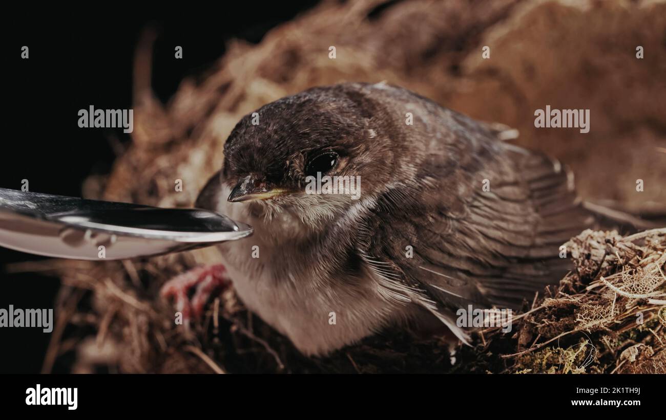 Barn swallow - hirundo rustica drinks water from spoon, sitting in mud ...