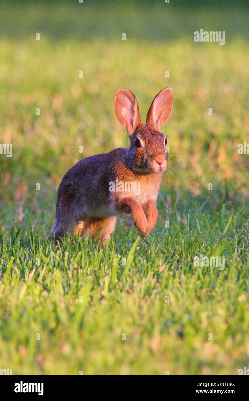 A vertical of a cute rabbit jumping on the grass Stock Photo - Alamy
