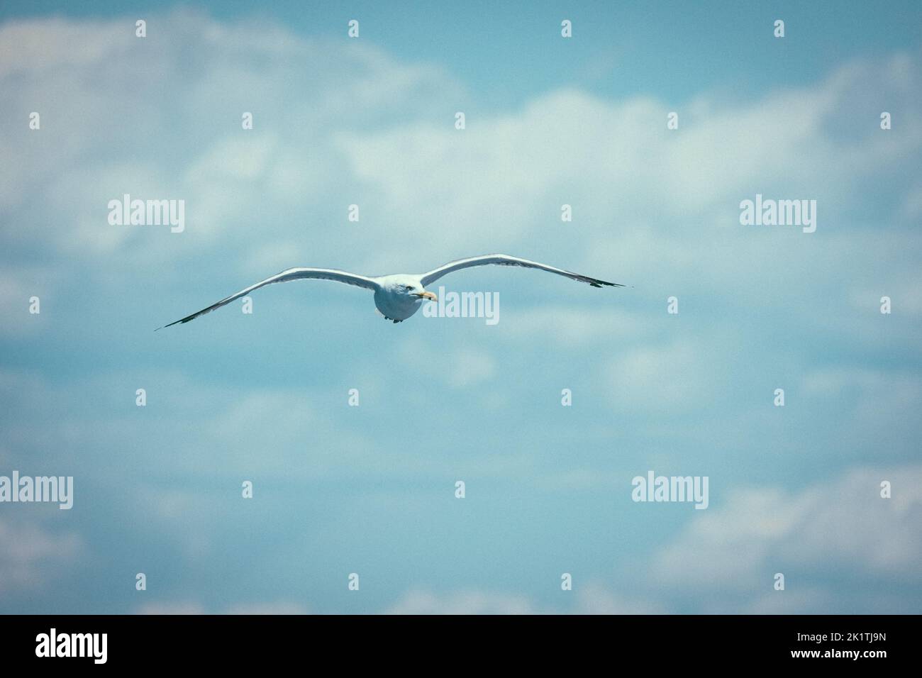 A seagull flying above the ocean Stock Photo - Alamy