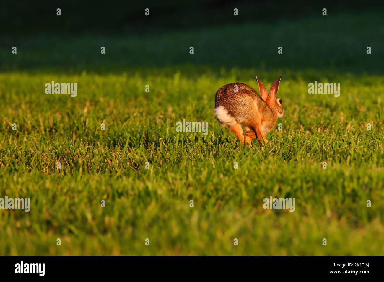 A cute rabbit jumping on the grass Stock Photo - Alamy