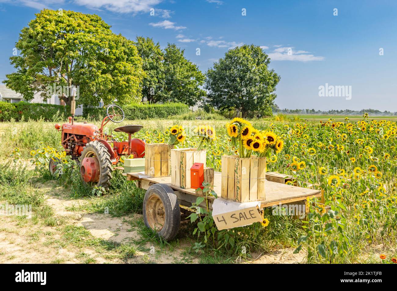 Old Farmall farm tractor with a wagon selling sun flowers Stock Photo ...