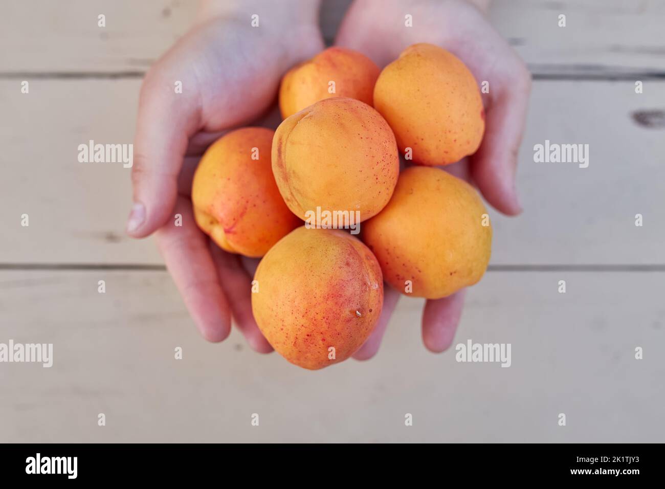 Freshly harvested apricots in hands. Close up Stock Photo - Alamy