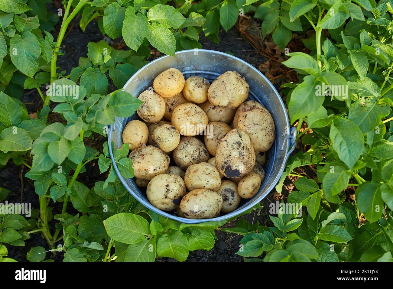 Top view of plastic bucket full of fresh dug out potatoes on a ground ...