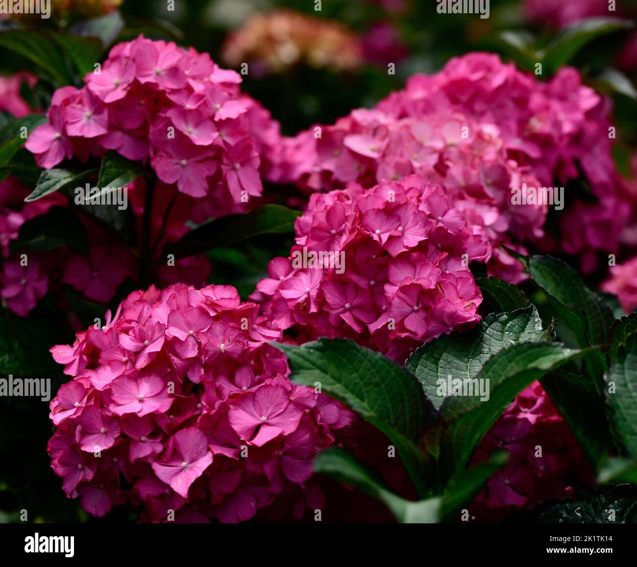 Seaside serenade hamptons hydrangea hi-res stock photography and images ...