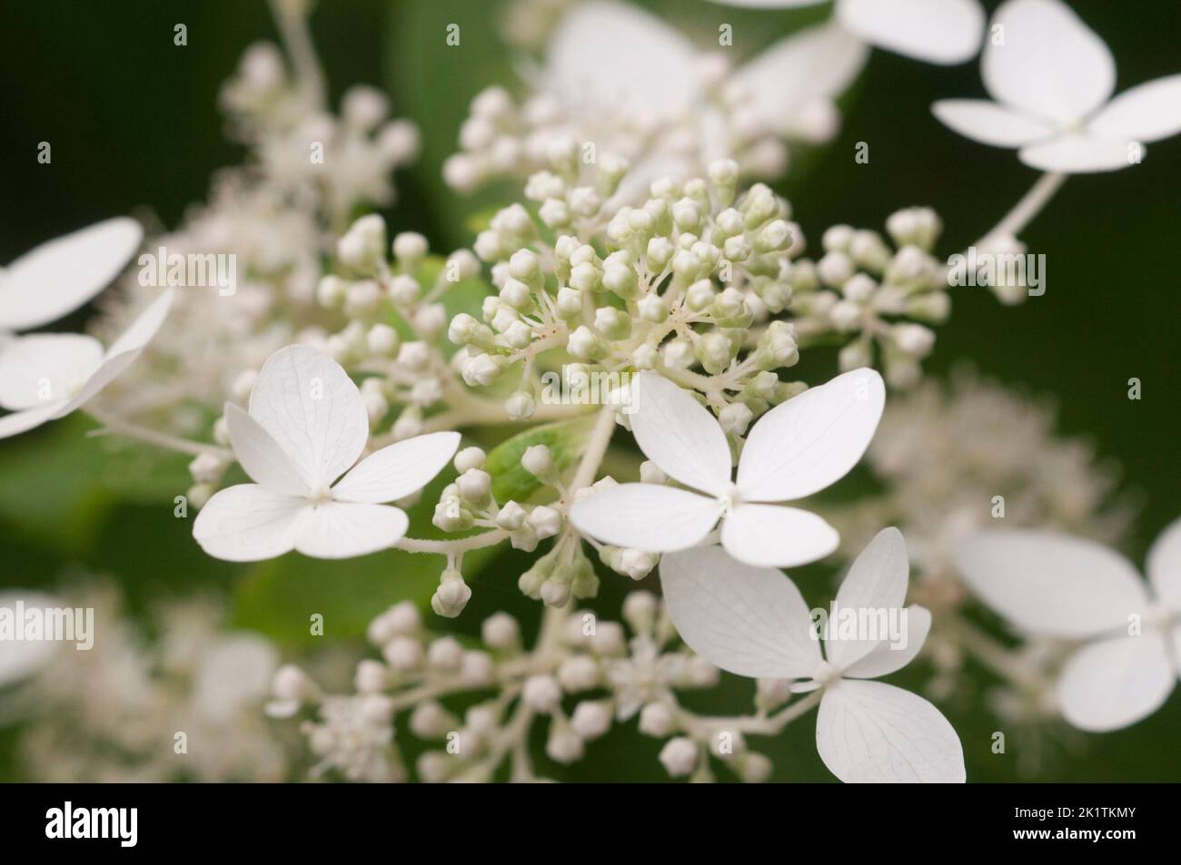 Hydrangea white flowers, close up photo with selective focus Stock ...