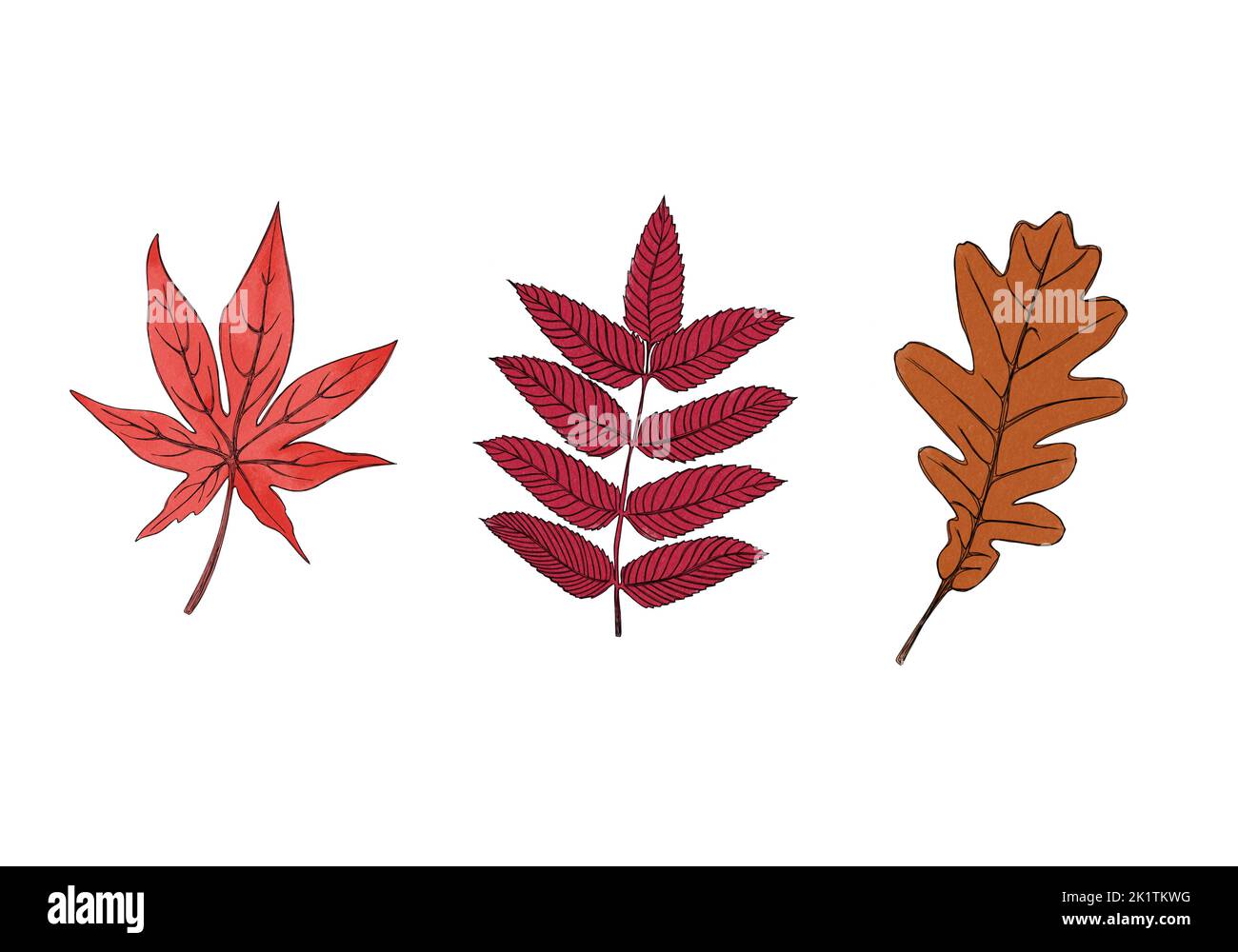 Watercolor Autumn clipart set. Autumn red leafs. Autumn yellow leafs ...