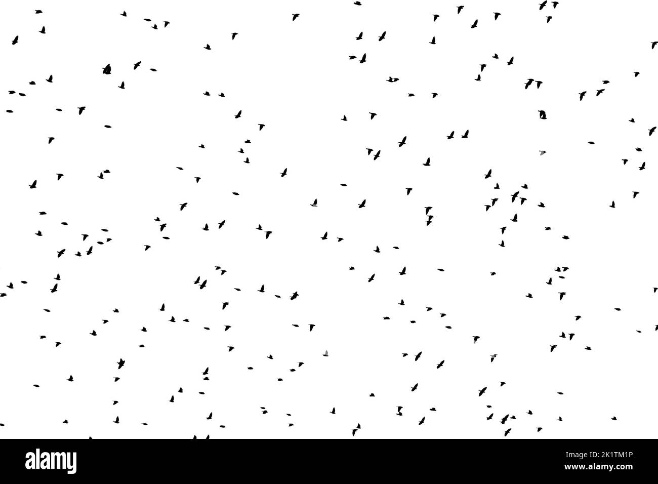 Flock of birds filling the frame Stock Photo - Alamy