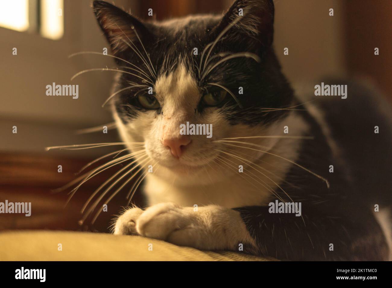 the cat's gaze Stock Photo - Alamy