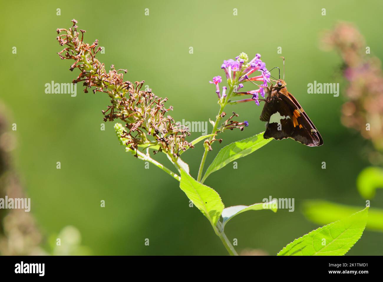 A butterfly collecting nectar from a flower Stock Photo - Alamy