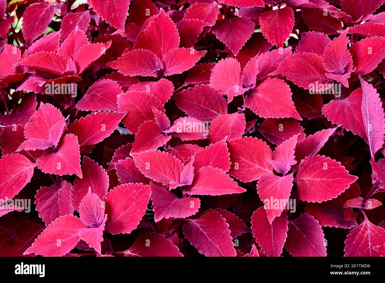 Coleus main street beale street hi-res stock photography and images - Alamy