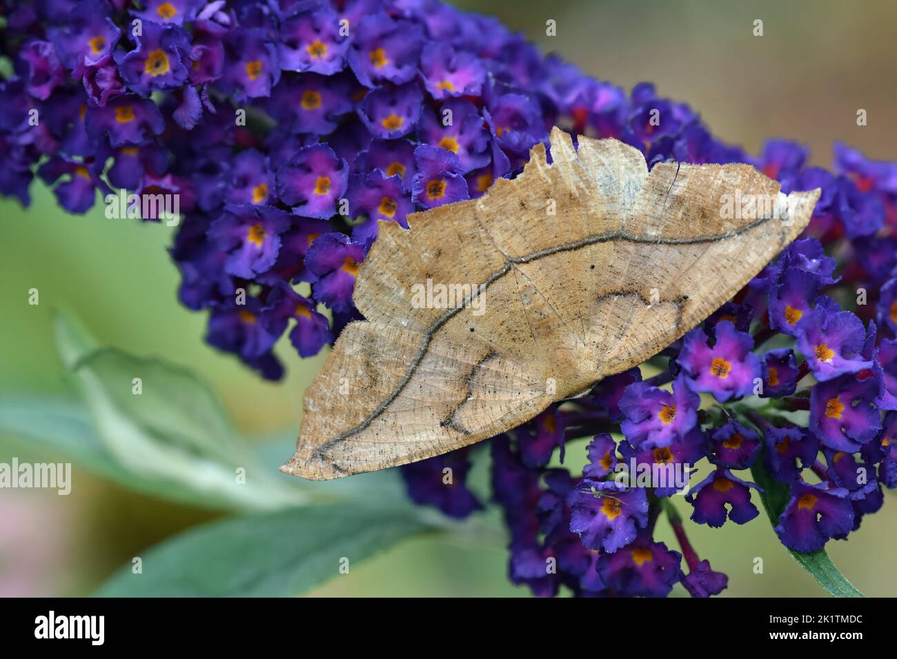 Oak Besma mother (Besma quercivoraria) resting on a Butterfly Bush ...