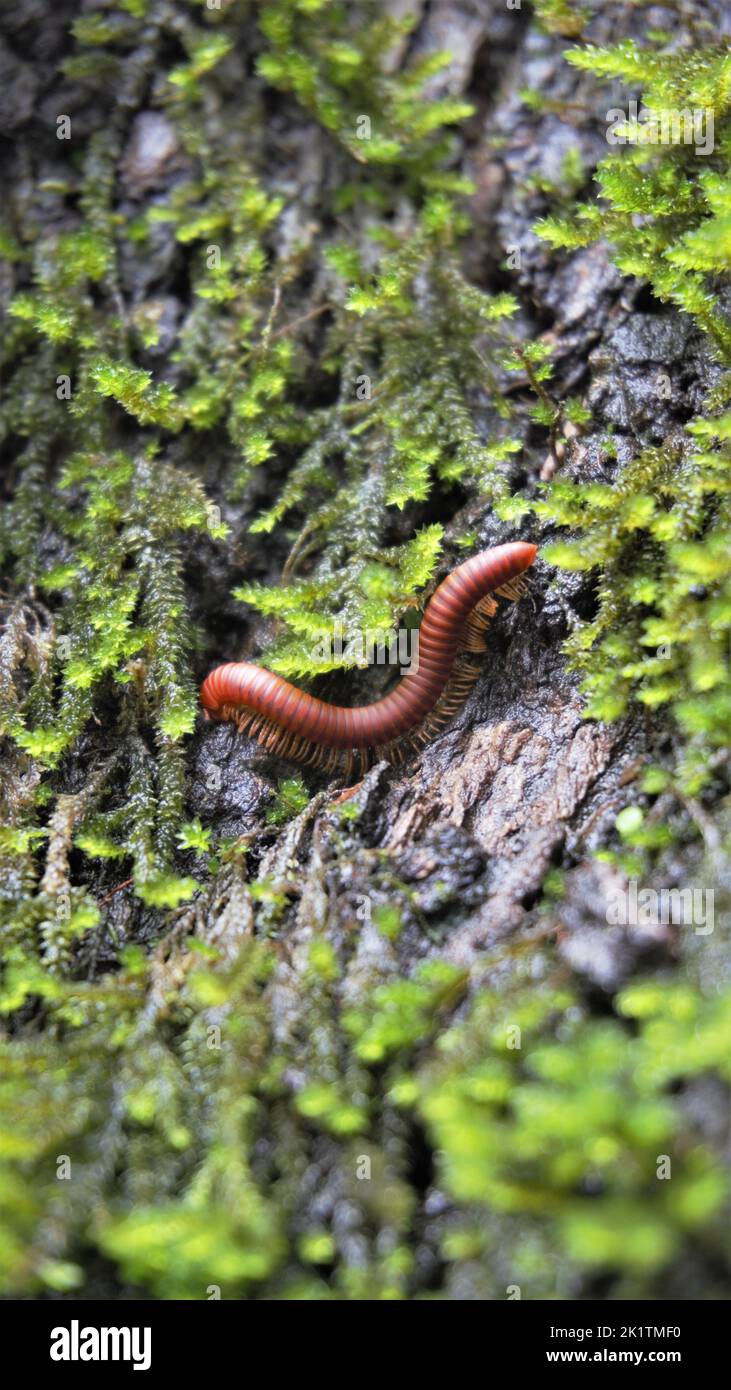 Trigoniulus corallines also called as rusty millipede or common Asian ...