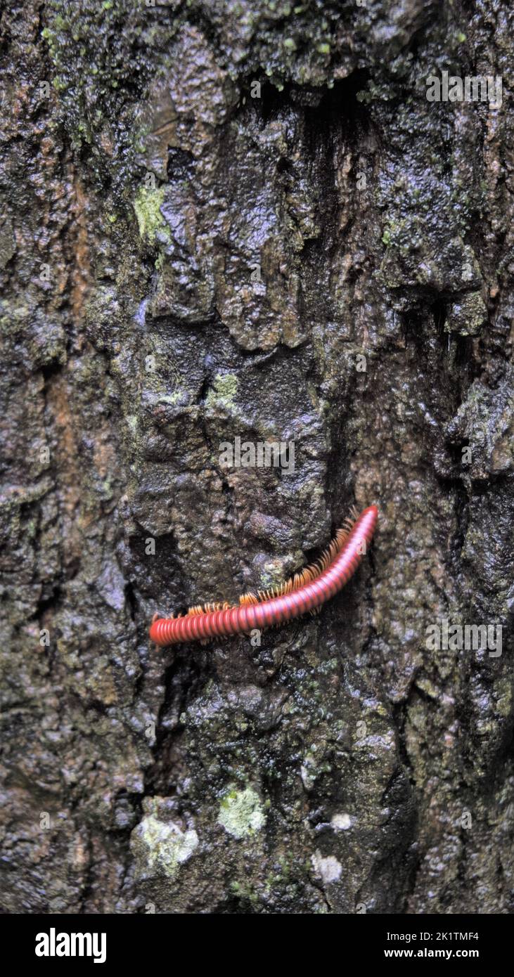 Trigoniulus corallines also called as rusty millipede or common Asian ...