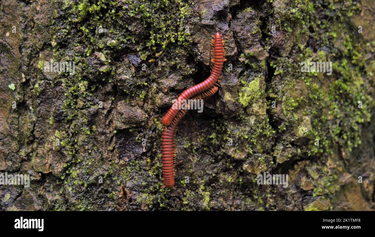 Trigoniulus corallines also called as rusty millipede or common Asian ...