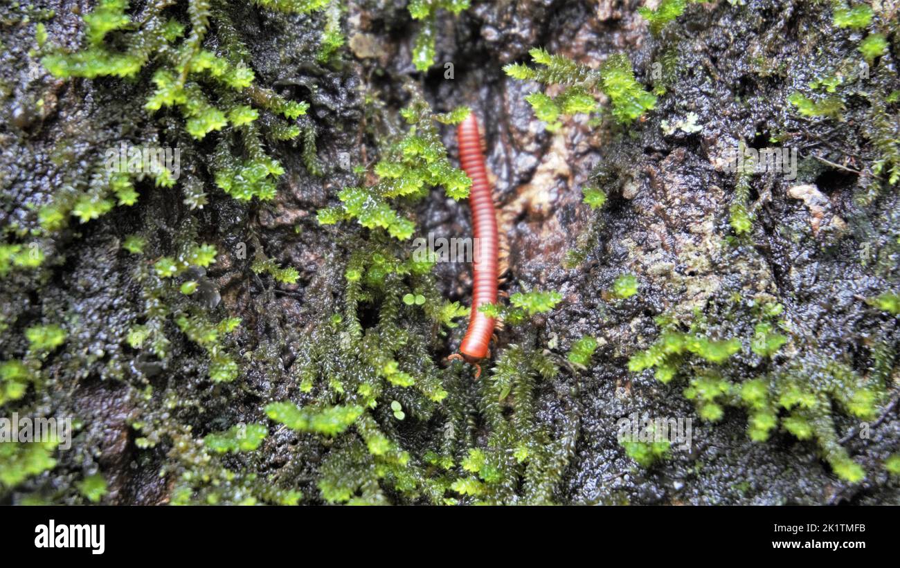 Trigoniulus corallines also called as rusty millipede or common Asian ...