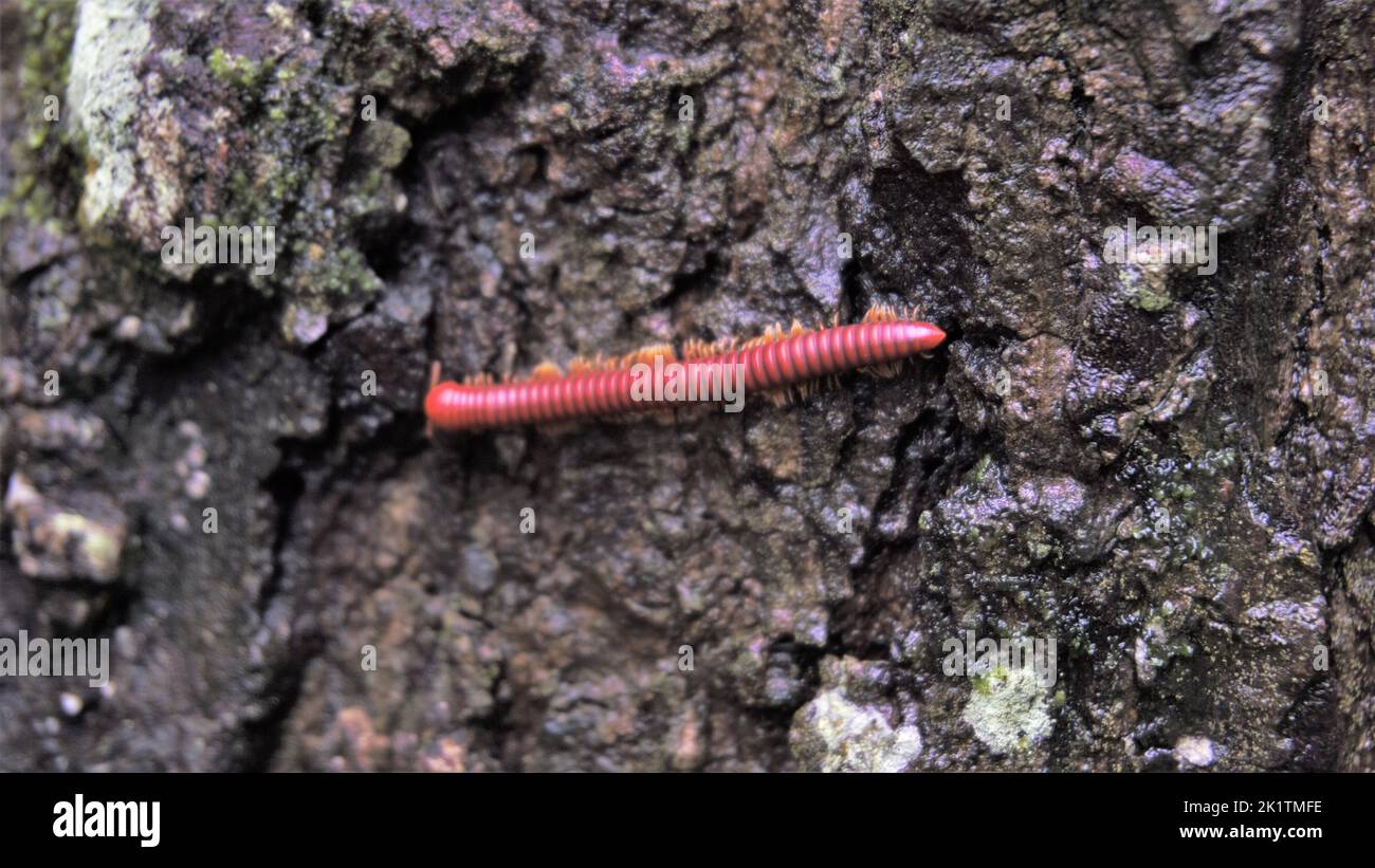 Trigoniulus corallines also called as rusty millipede or common Asian ...