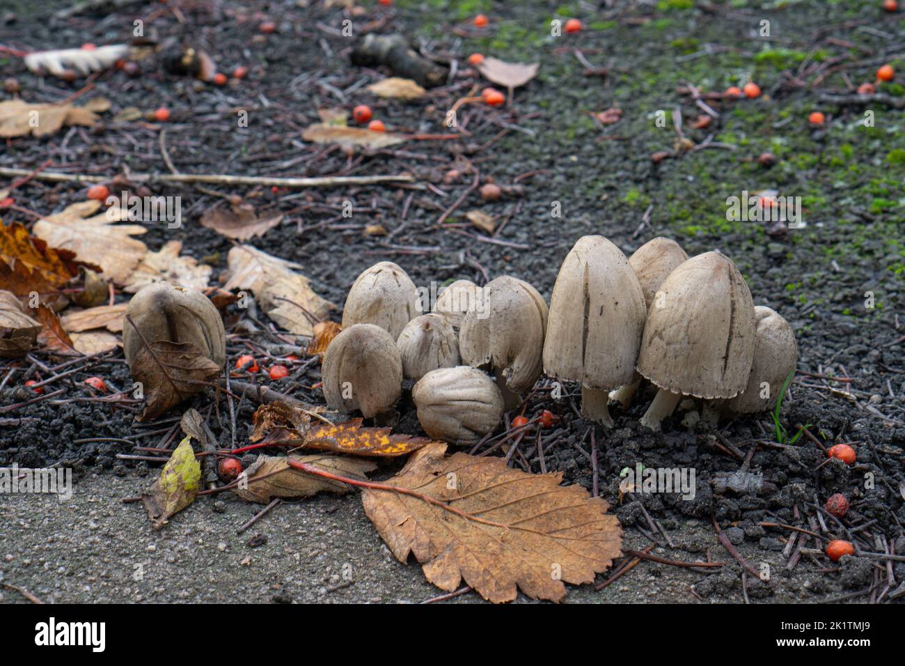 A white fungi in the ground in the forest Stock Photo - Alamy