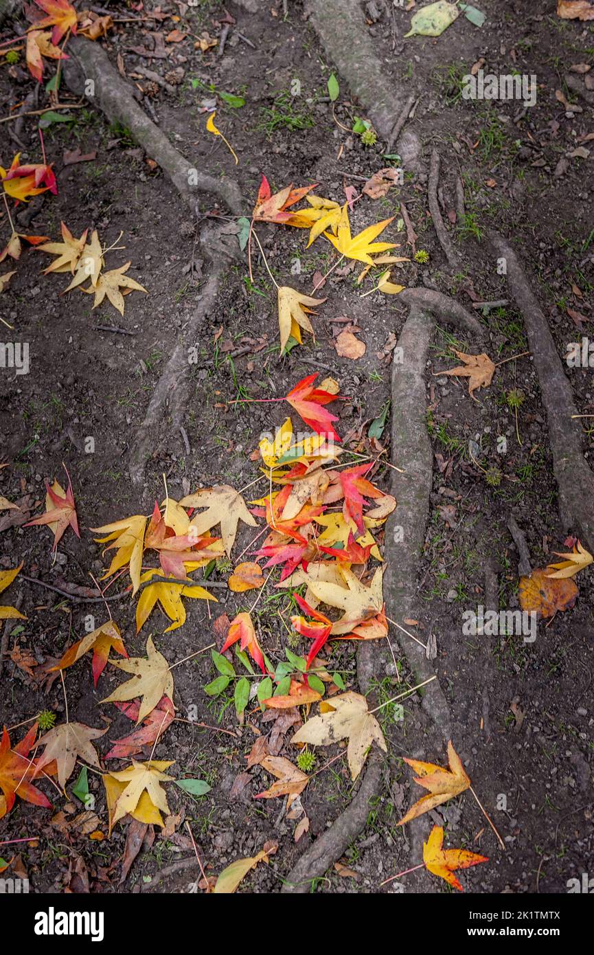Oak leaves clean white hi-res stock photography and images - Alamy