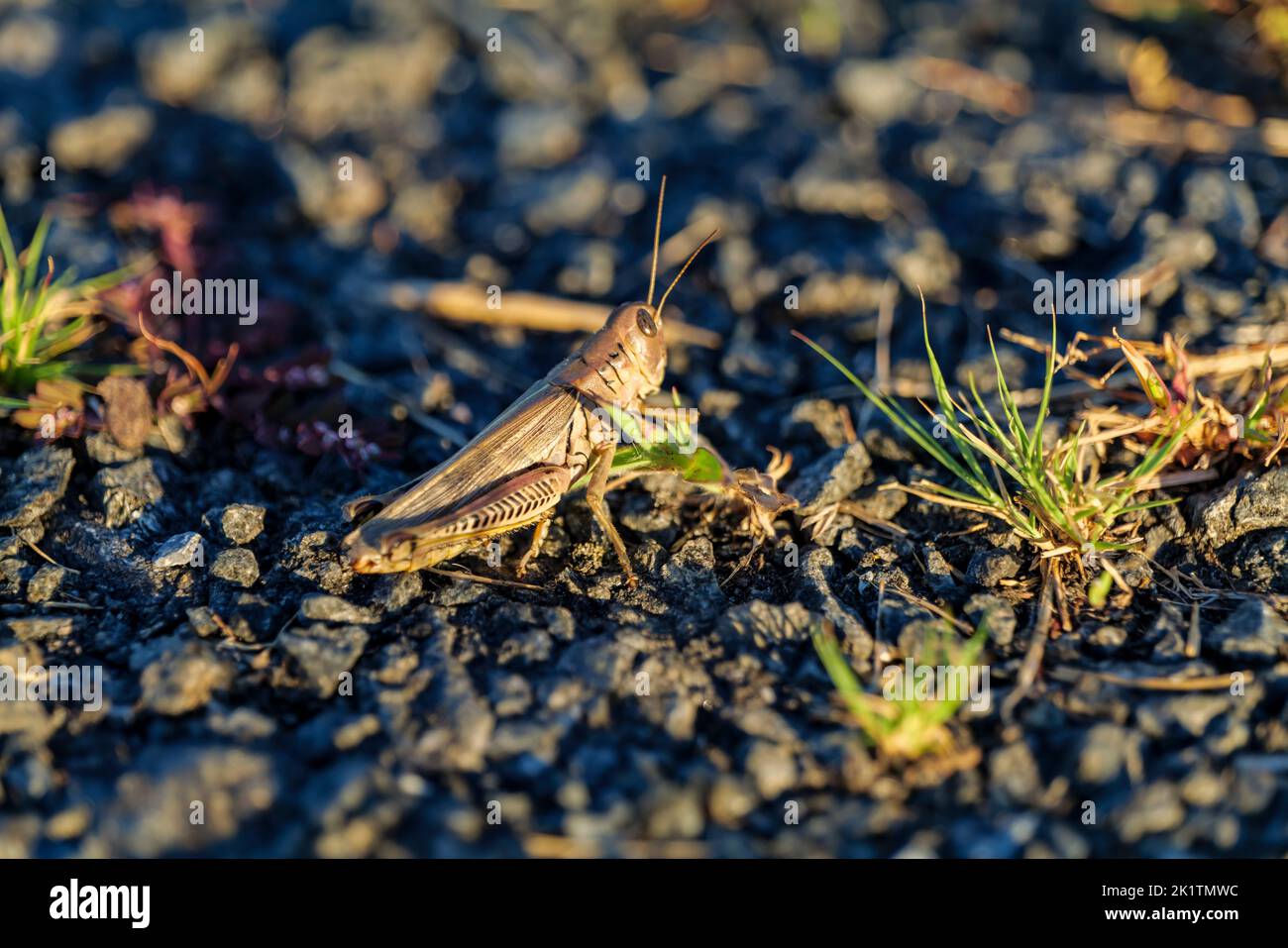 a closeup of a grasshopper sitting on the pavement, grass grows from ...