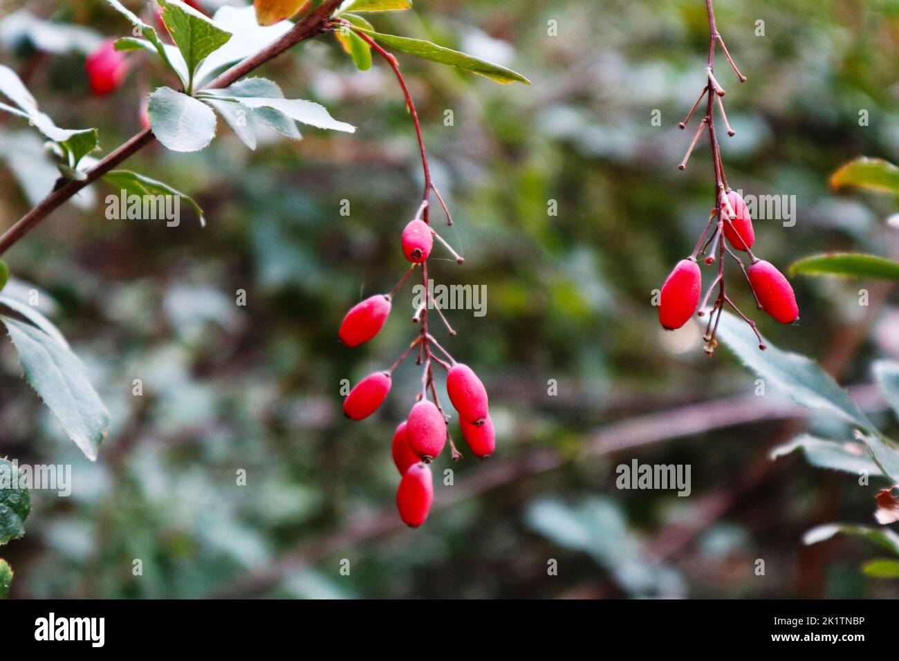 Canadian barberry hi-res stock photography and images - Alamy