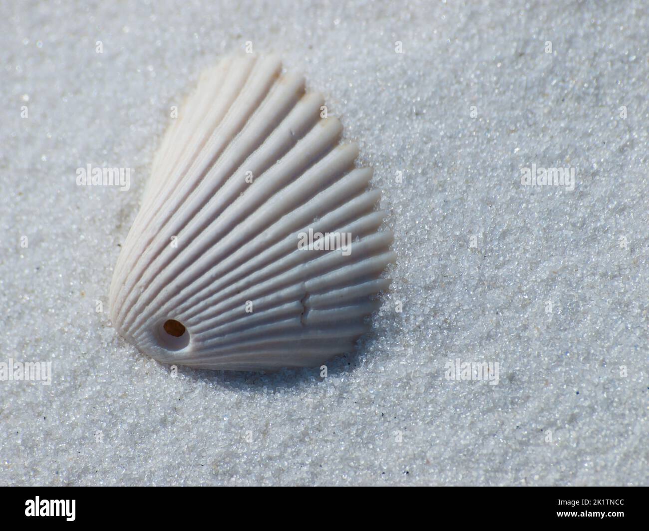 Jingle shell hi-res stock photography and images - Alamy