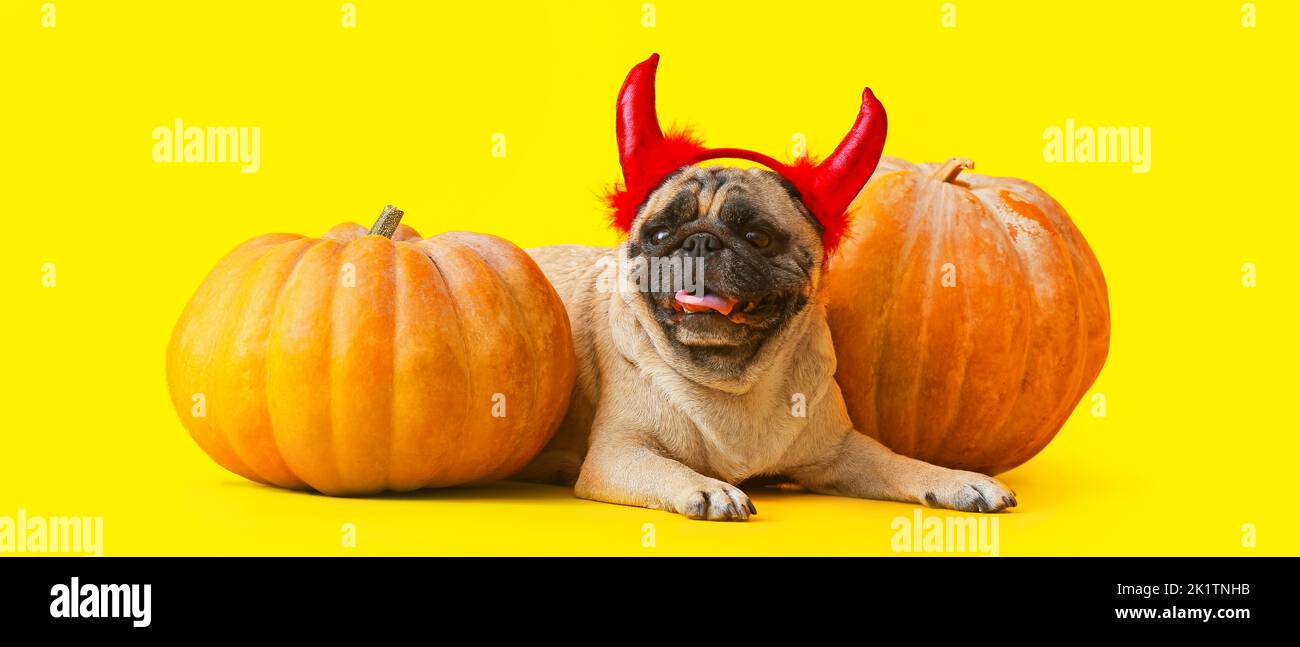 Cute pug dog with devil horns and pumpkins on yellow background ...