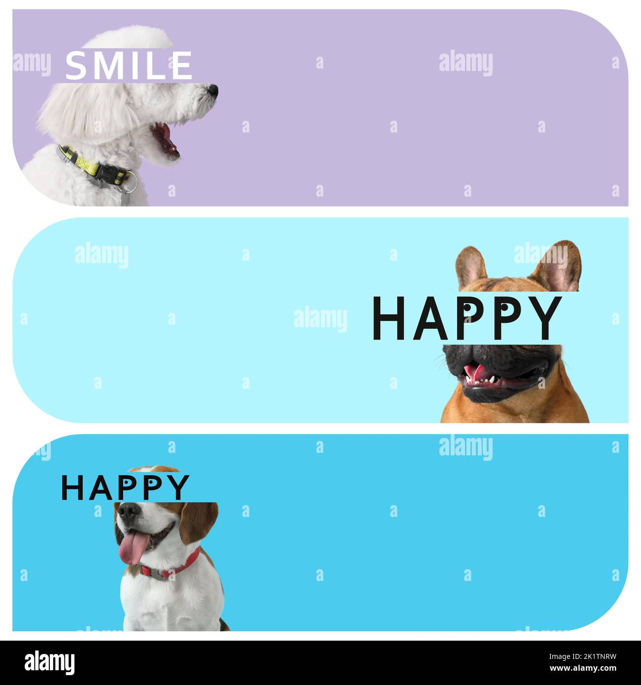 Collage of happy dogs on color background with space for text Stock ...