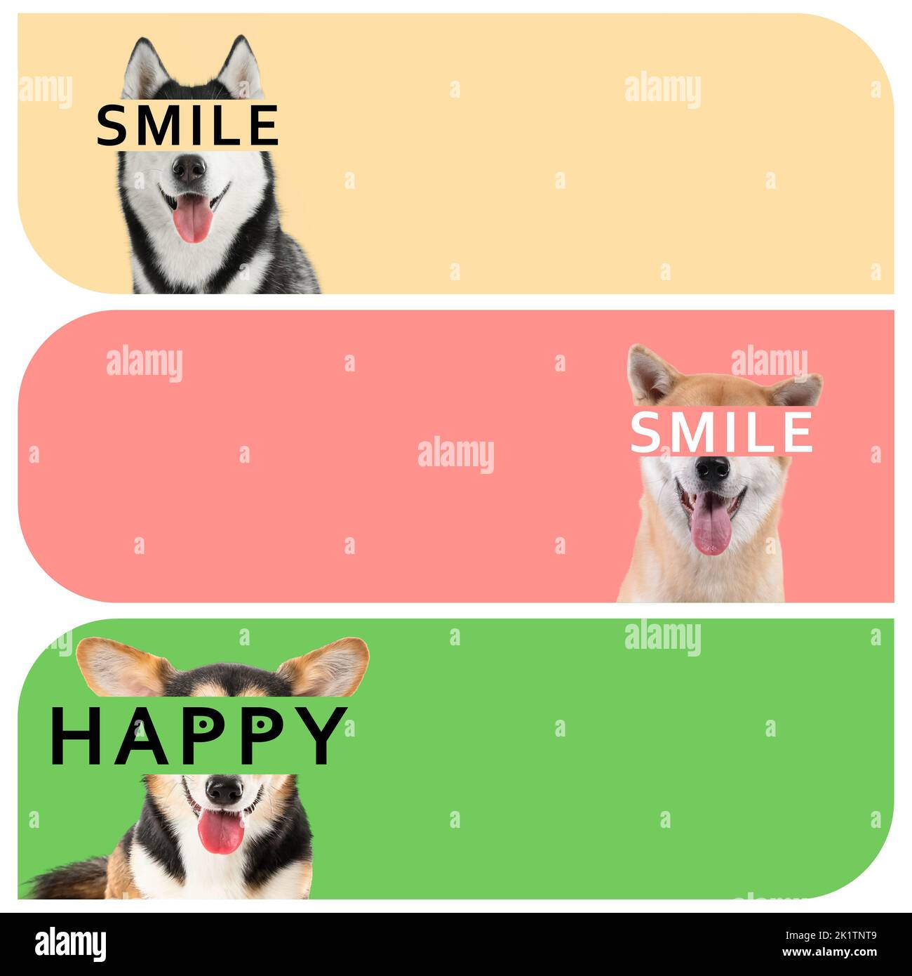 Collection of happy dogs on color background with space for text Stock ...