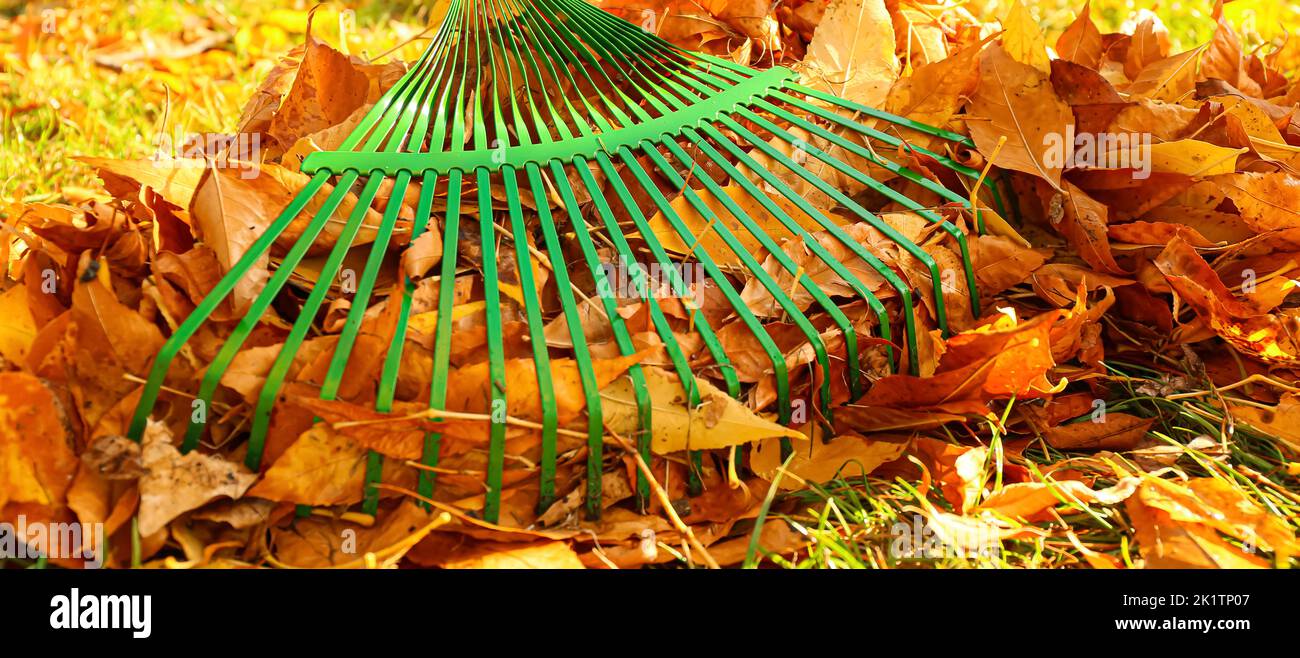 Removing dry leaf hi-res stock photography and images - Alamy