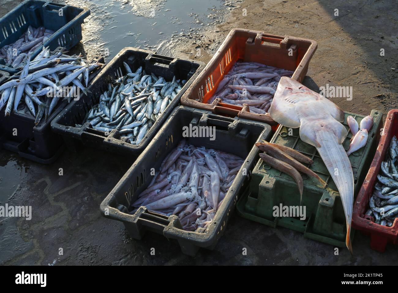 Gaza, Palestine. 20th Sep, 2022. Palestinian fishermen display their ...