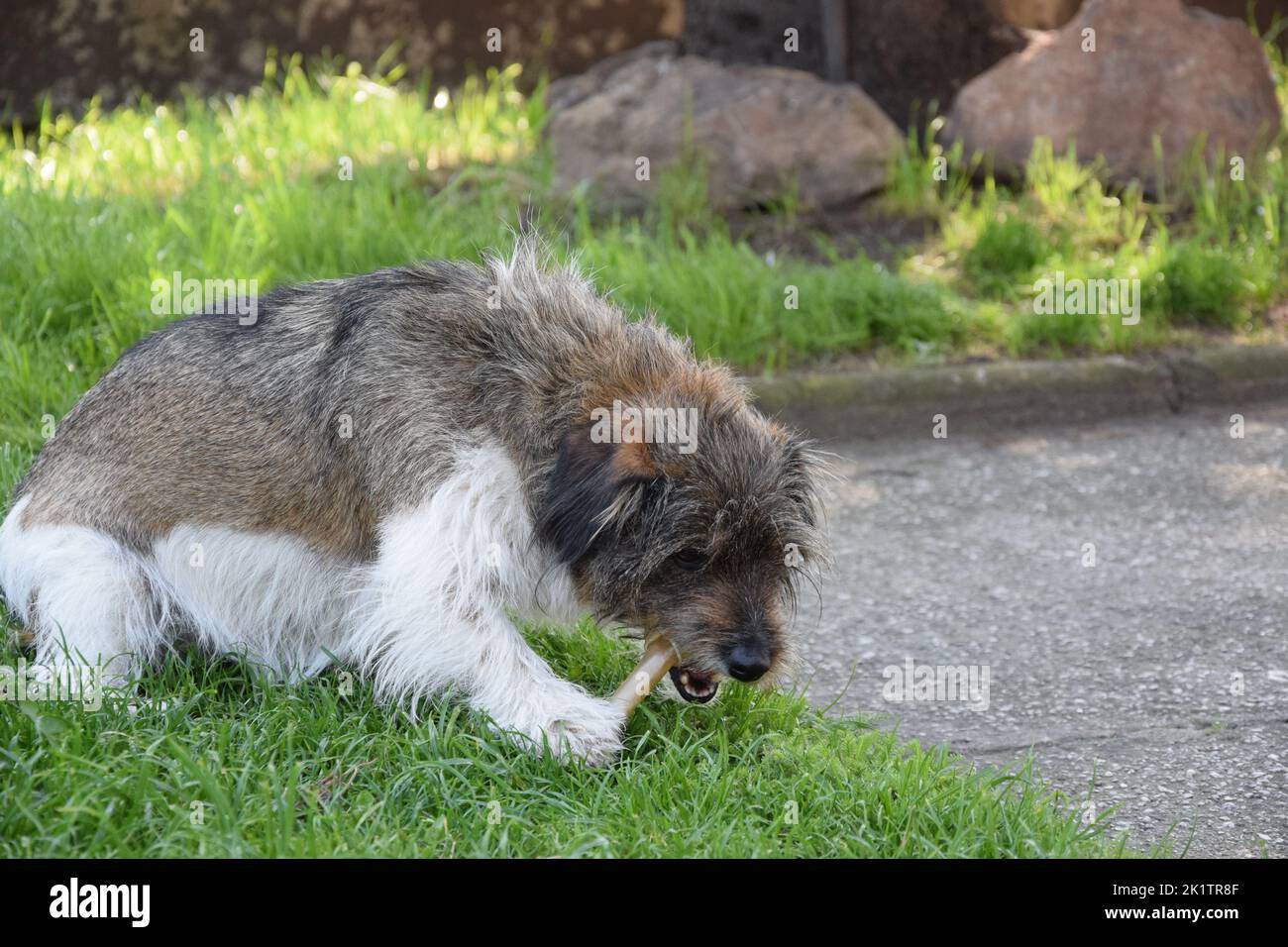 A furry dog eating a bone Stock Photo - Alamy