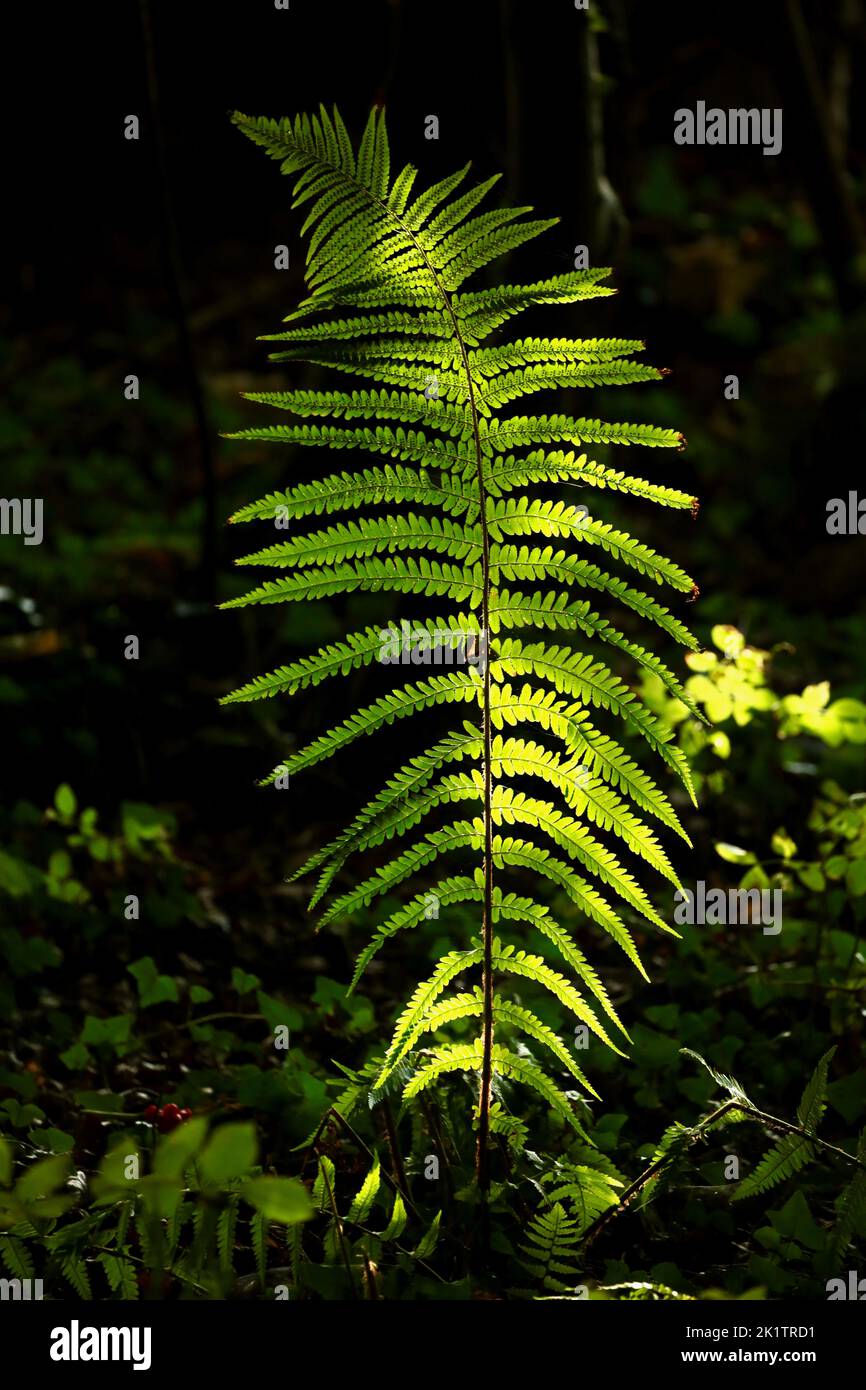 Luinous fern hi-res stock photography and images - Alamy
