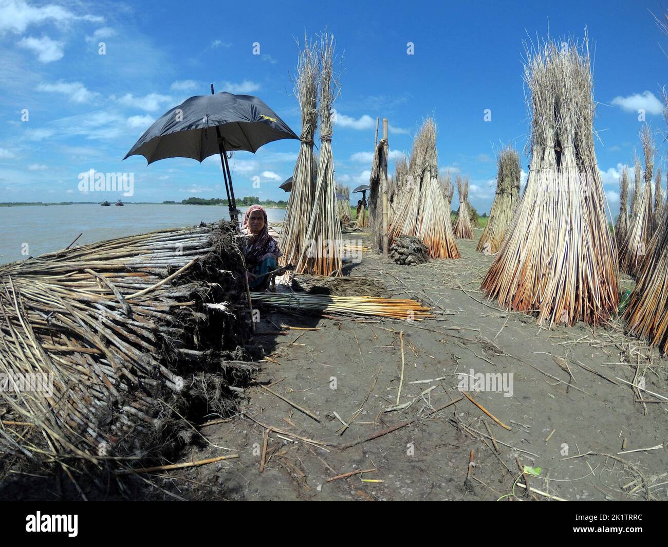 September 20, 2022, Munshinganj, Dhaka, Bangladesh: A farmer processes ...